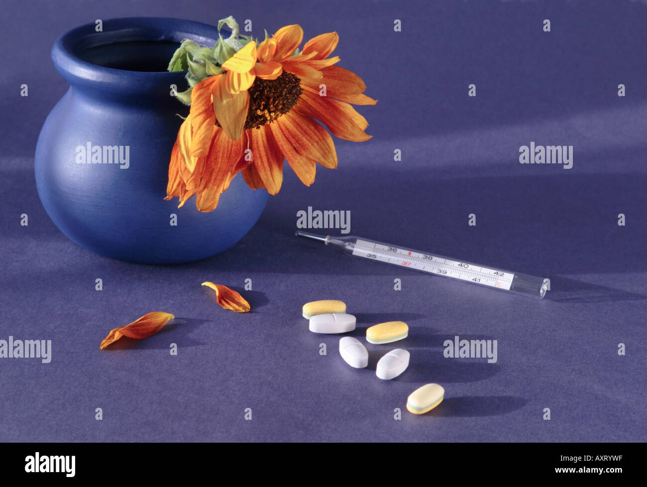 Sunflower in blue pot with thermometer and painkillers Stock Photo - Alamy