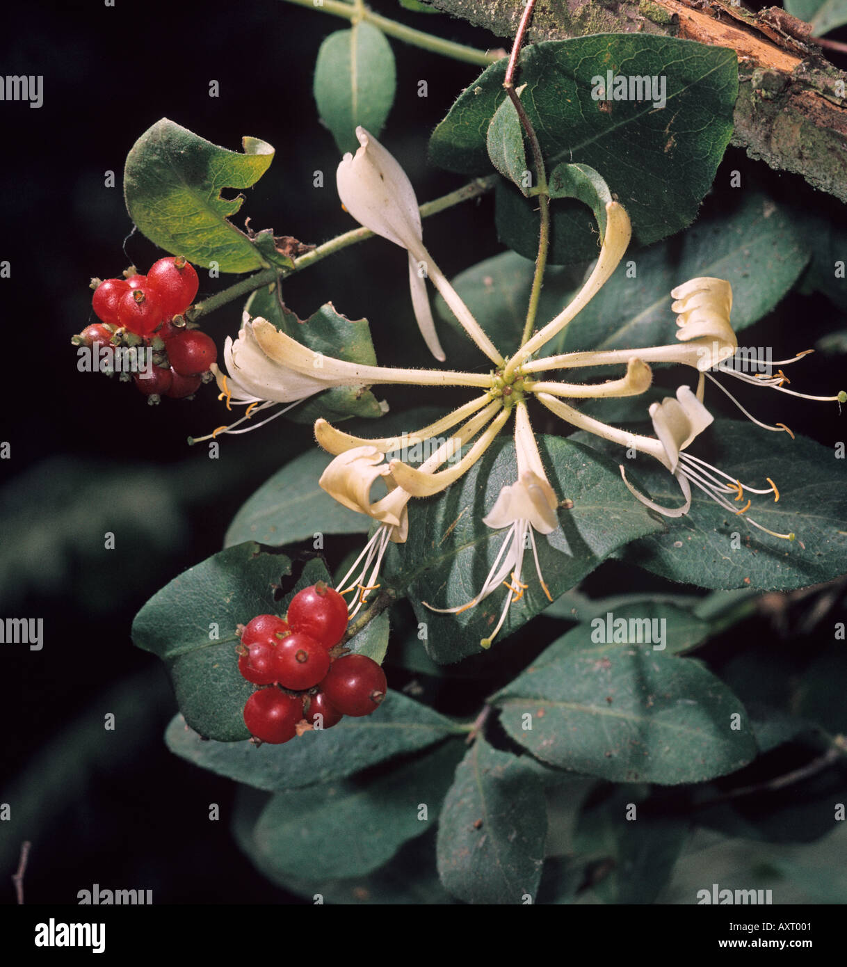Honeysuckle Lonicera periclymemum Flowers and Fruit Stock Photo - Alamy