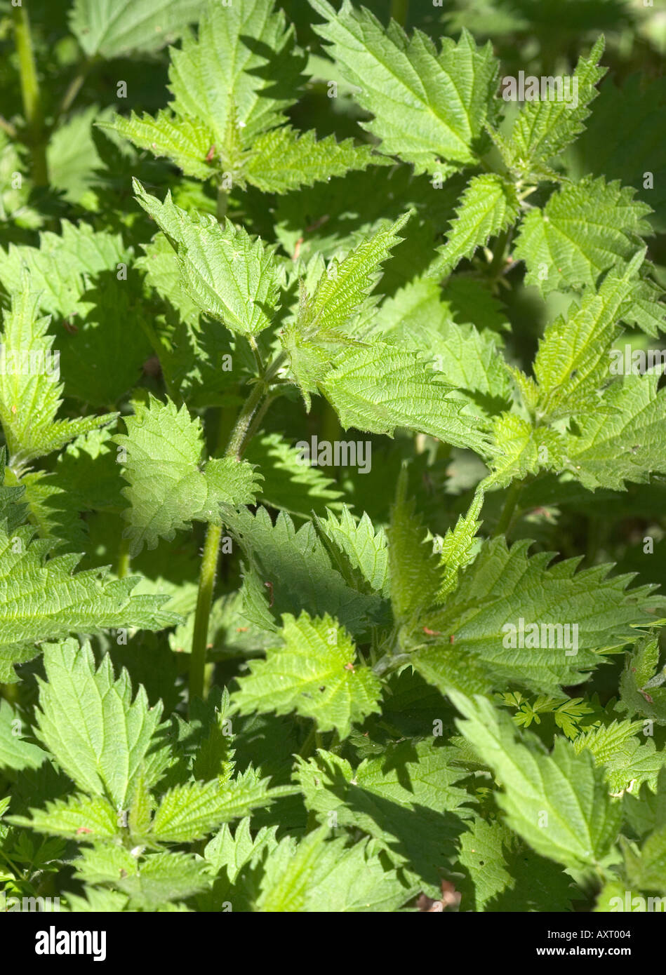 New nettle leaves hi-res stock photography and images - Alamy