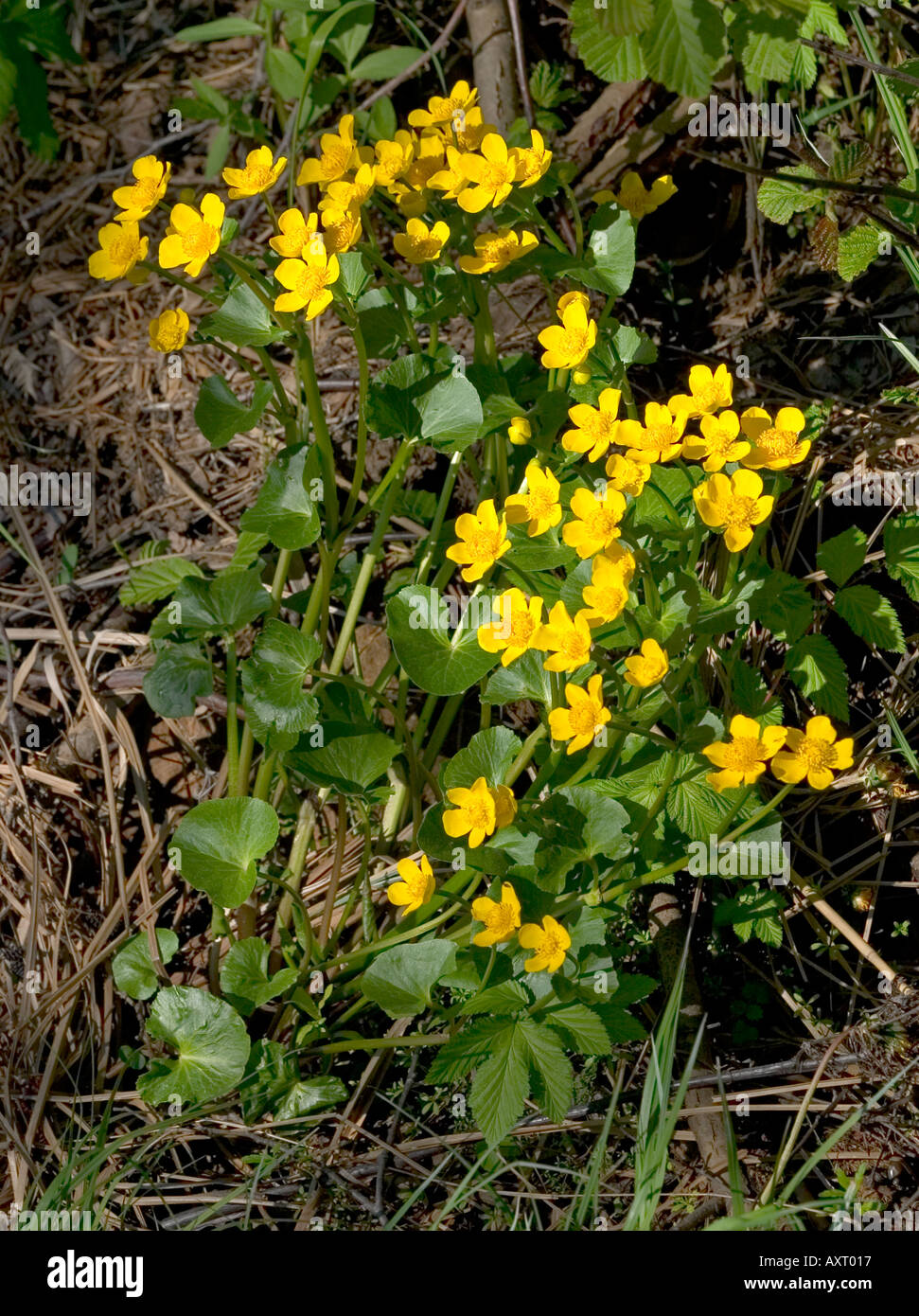 Marsh marigold flowering at Spring , Finland Stock Photo - Alamy
