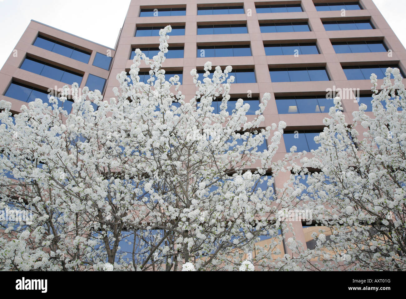 Office building, Cherry Blossoms, Washington DC, USA Stock Photo - Alamy