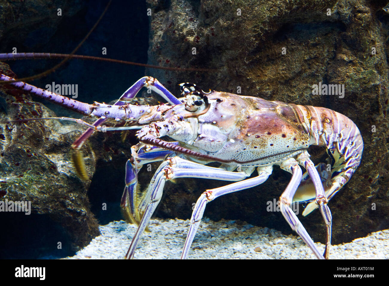 Spiny lobster hi-res stock photography and images - Alamy