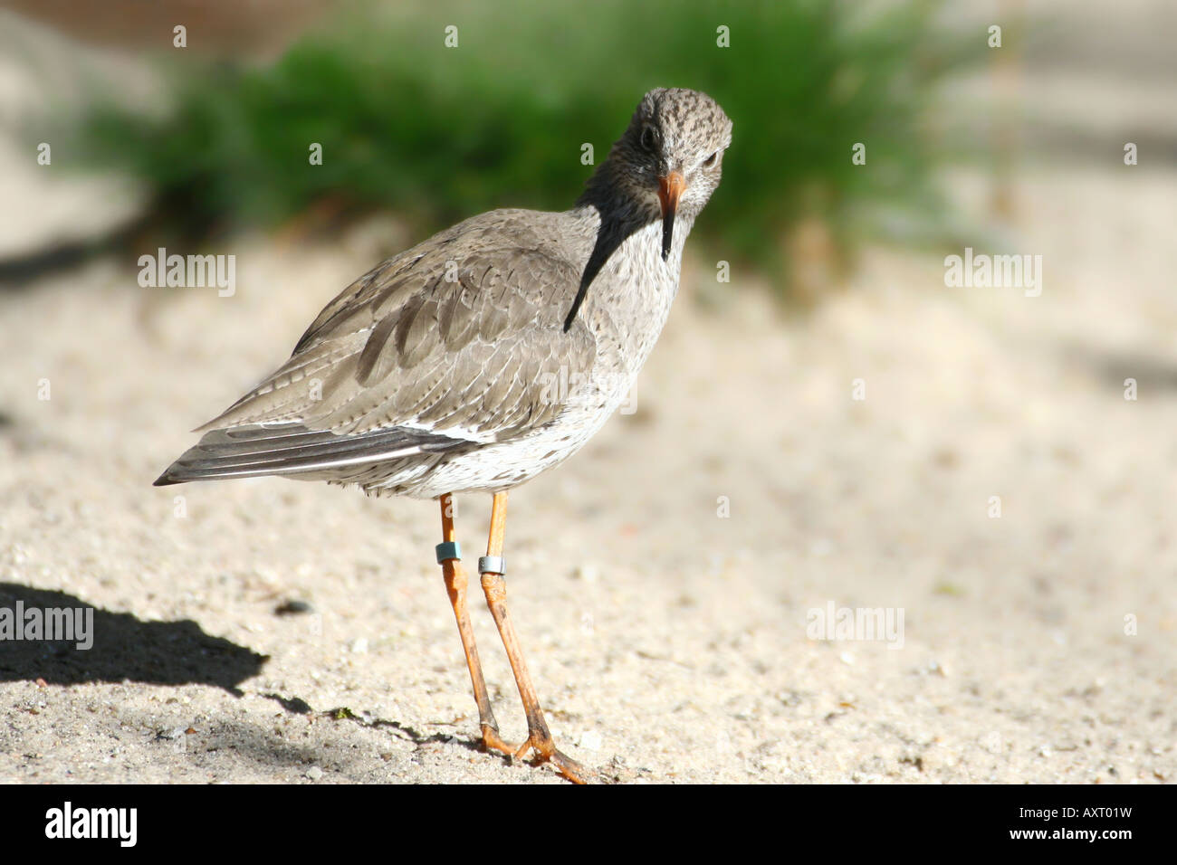 Tringa totanus charadriiformes hi-res stock photography and images - Alamy