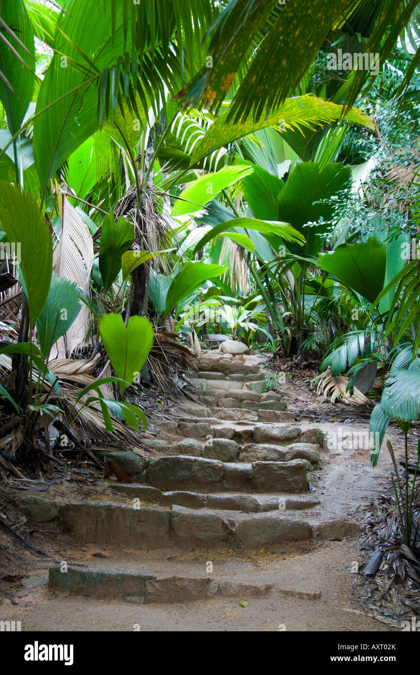 Path in the jungle Stock Photo - Alamy