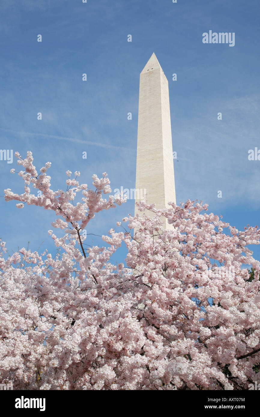Cherry Blossoms, Washington Monument, Washington DC, USA Stock Photo ...