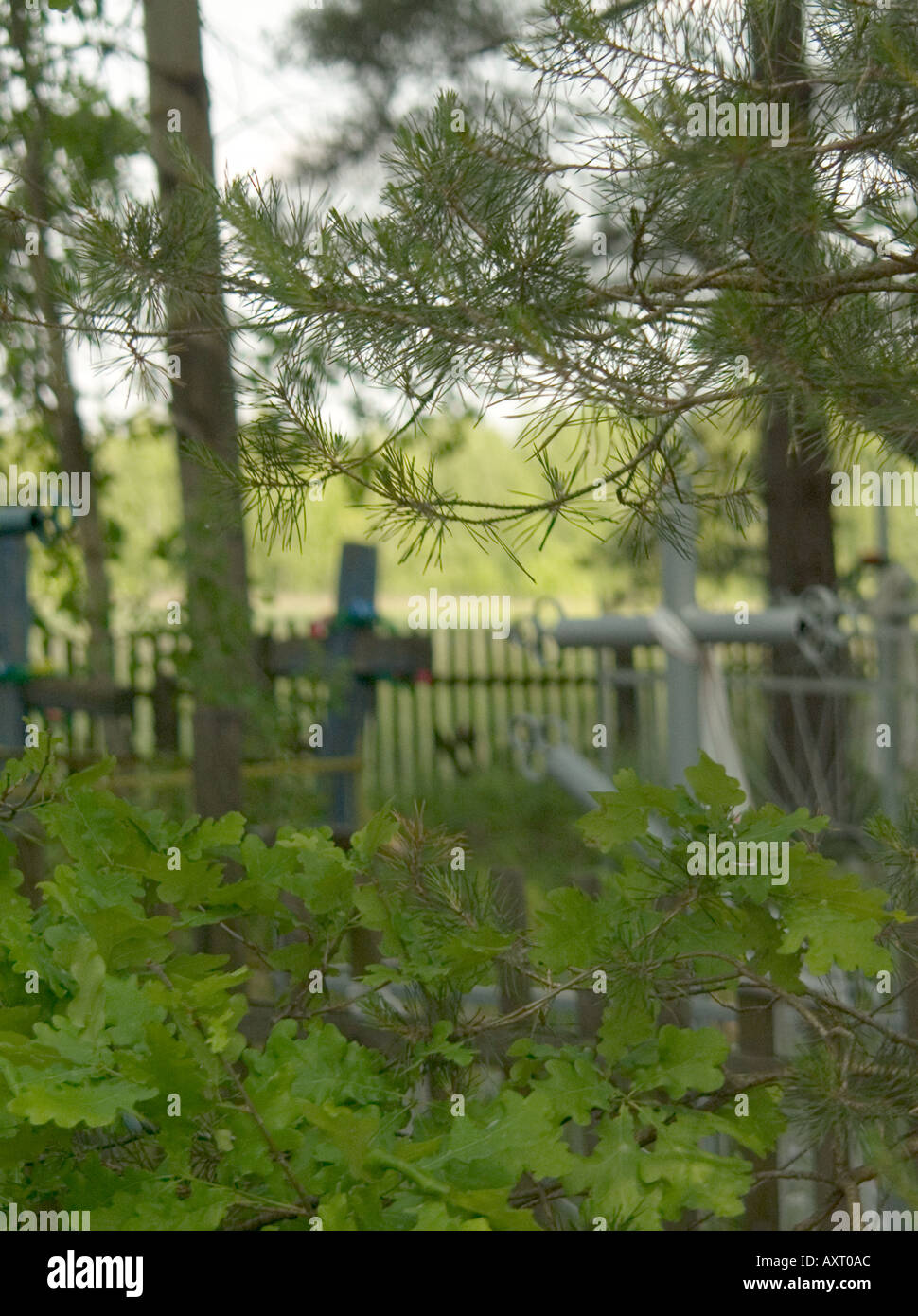 In focus foliage and tree branches with out of focus crosses behind in ...
