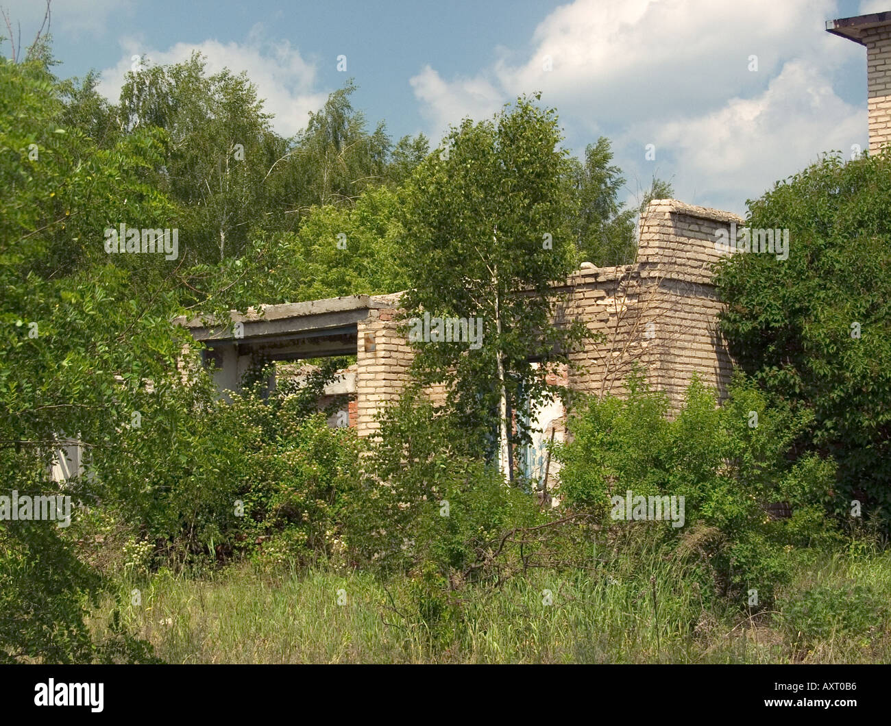 Ruins of brick buildings overgrown by trees in Chernobyl exclusion zone ...