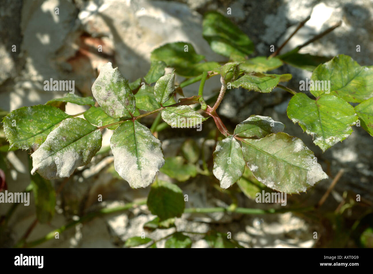 Powdery mildew Sphaerotheca pannosa infection on climbing rose leaves ...