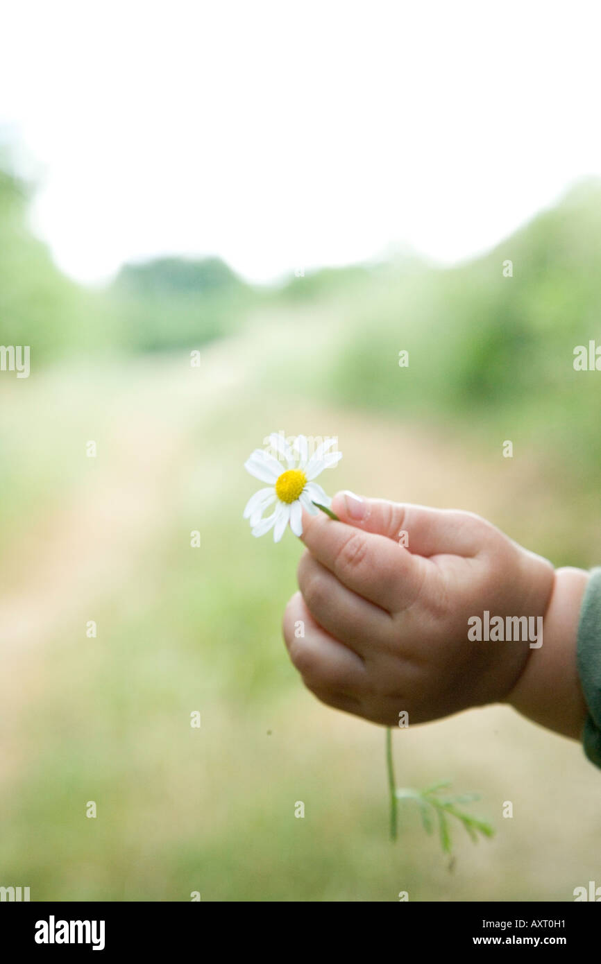 baby's hand holding flower Stock Photo - Alamy