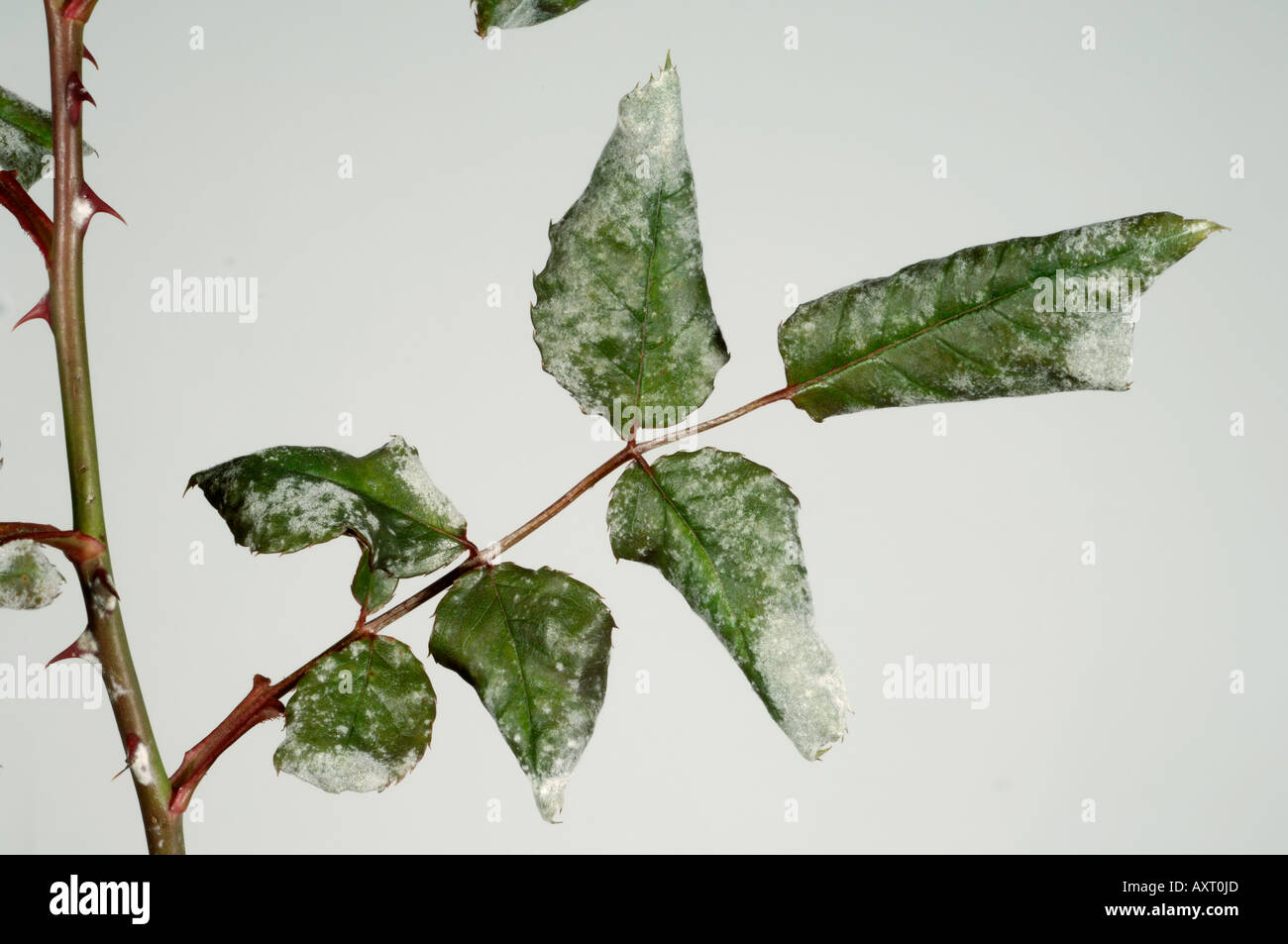 Diseased Rose Leaves High Resolution Stock Photography and Images - Alamy