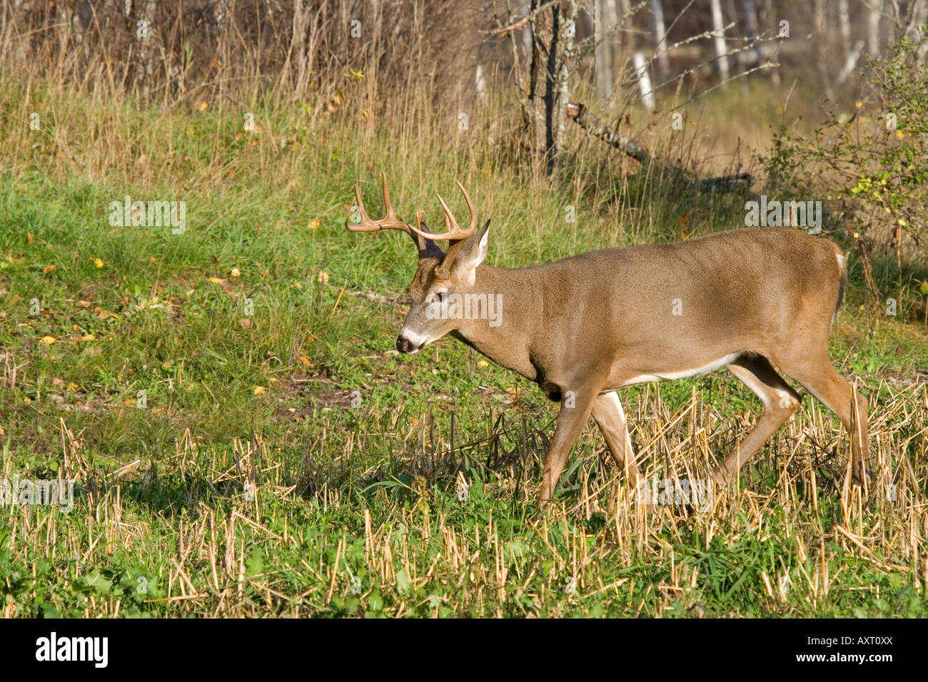 Monarch in fall hi-res stock photography and images - Alamy