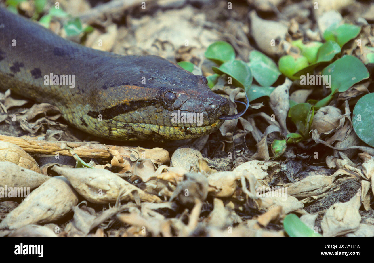 Anaconda Eunectes murinus head detail Los Llanos Venezuela Stock Photo ...