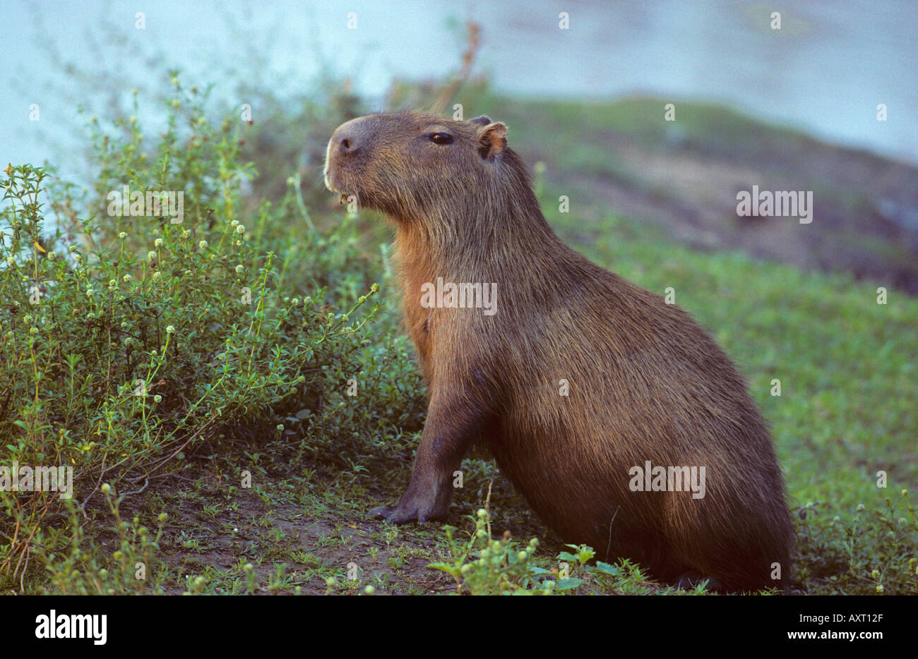 Capybaras venezuela hi-res stock photography and images - Alamy