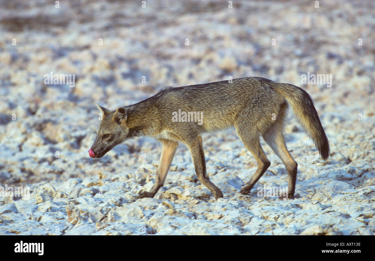 Crab eating Fox Cerdocyon thous Los Llanos Venezuela Stock Photo - Alamy