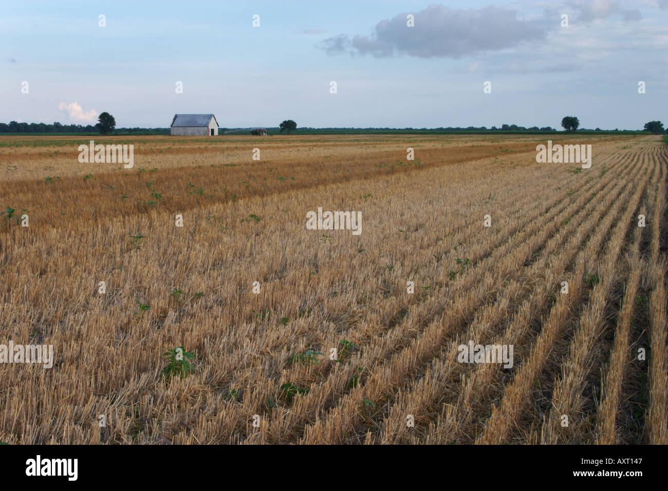 Crop row on Kansas farm United States Stock Photo - Alamy