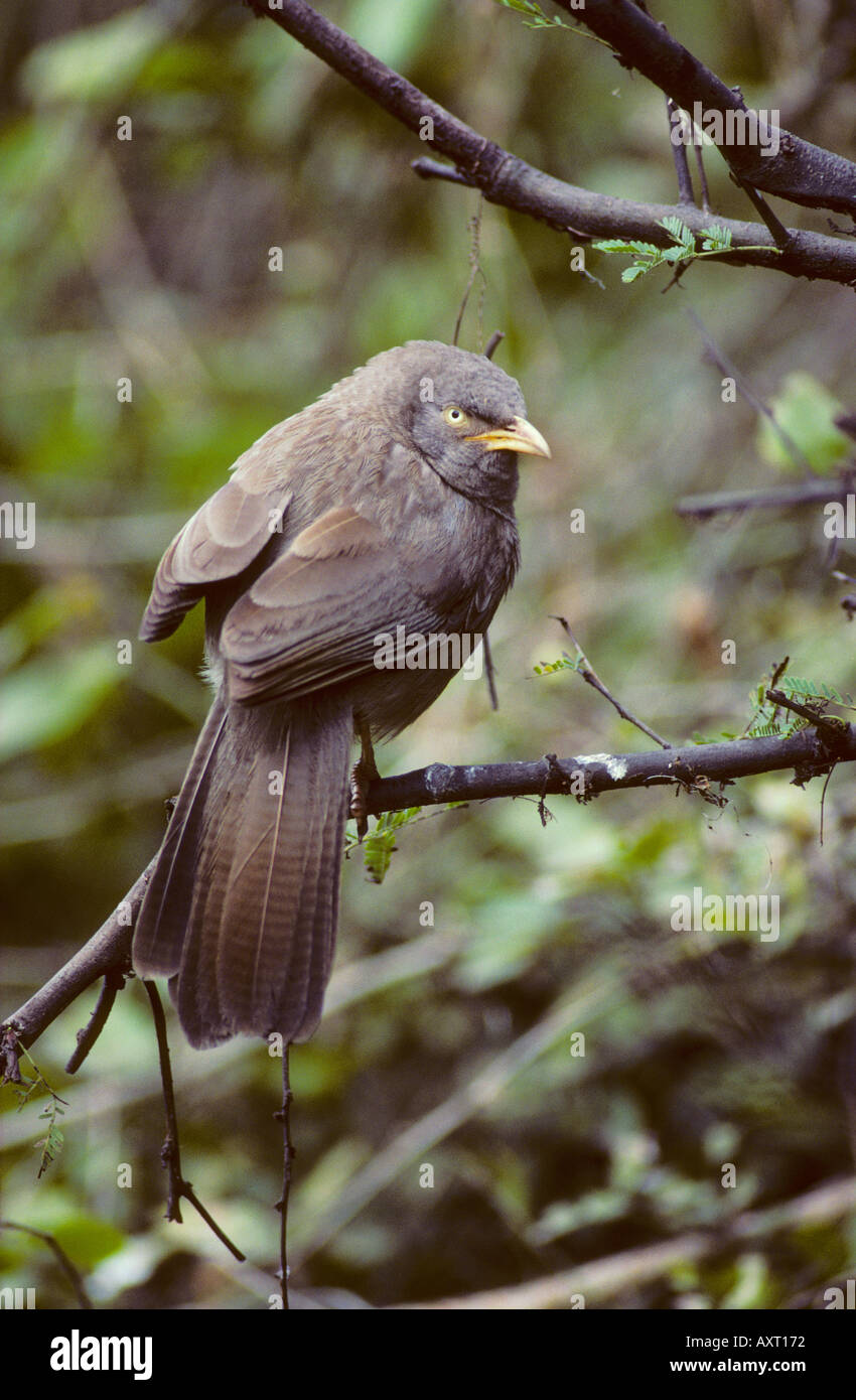 Jungle Babbler Turdoides striatus India Stock Photo - Alamy