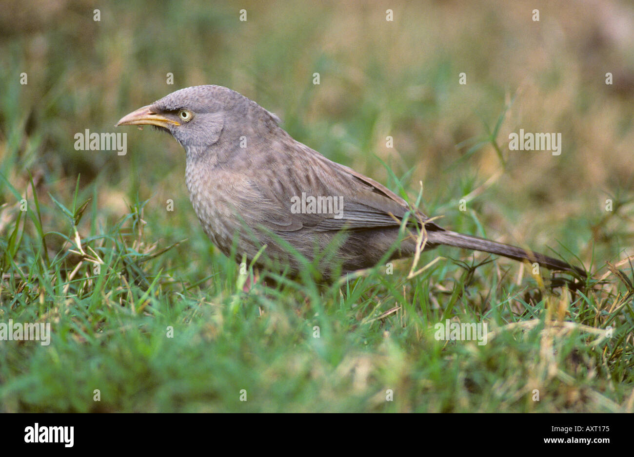 Jungle Babbler Turdoides striatus India Stock Photo - Alamy