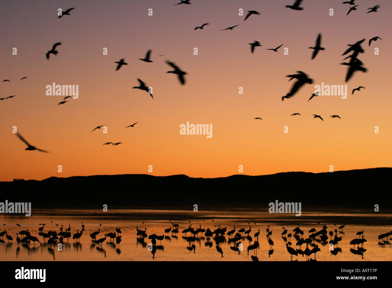 Flying snow geese in slow hi-res stock photography and images - Alamy