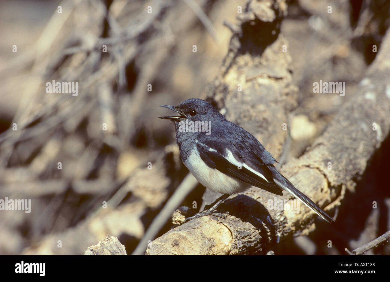Oriental Magpie robin female Copsychus saularis Stock Photo - Alamy