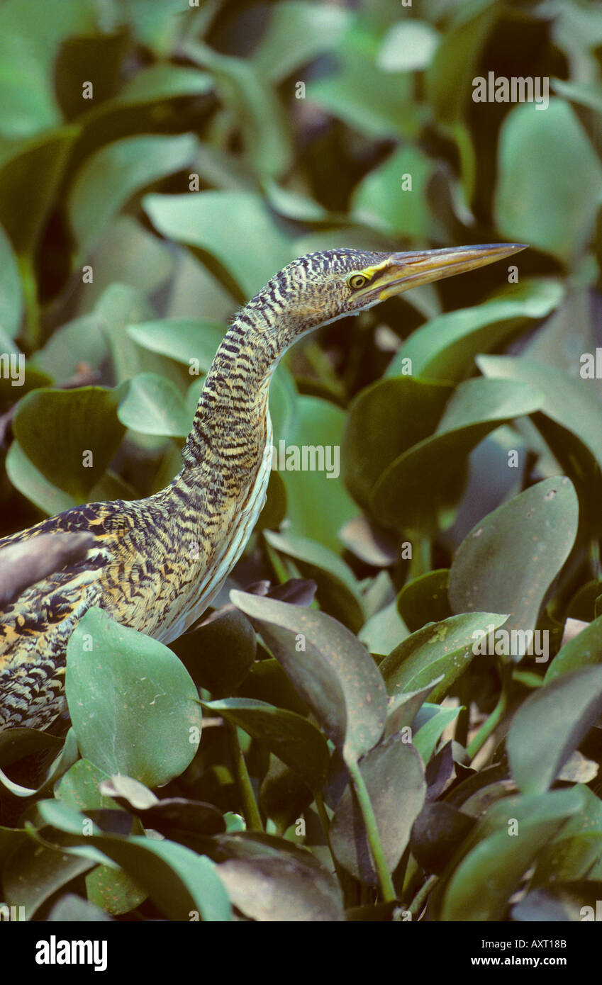 Pinnated Bittern Botaurus pinnatus Los Llanos Venezuela Stock Photo - Alamy