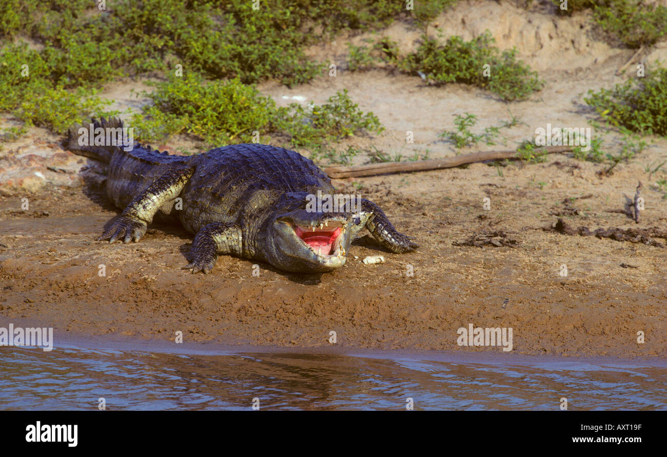 Spectacled Cayman Caiman crocodilus Los Llanos Venezuela Stock Photo ...