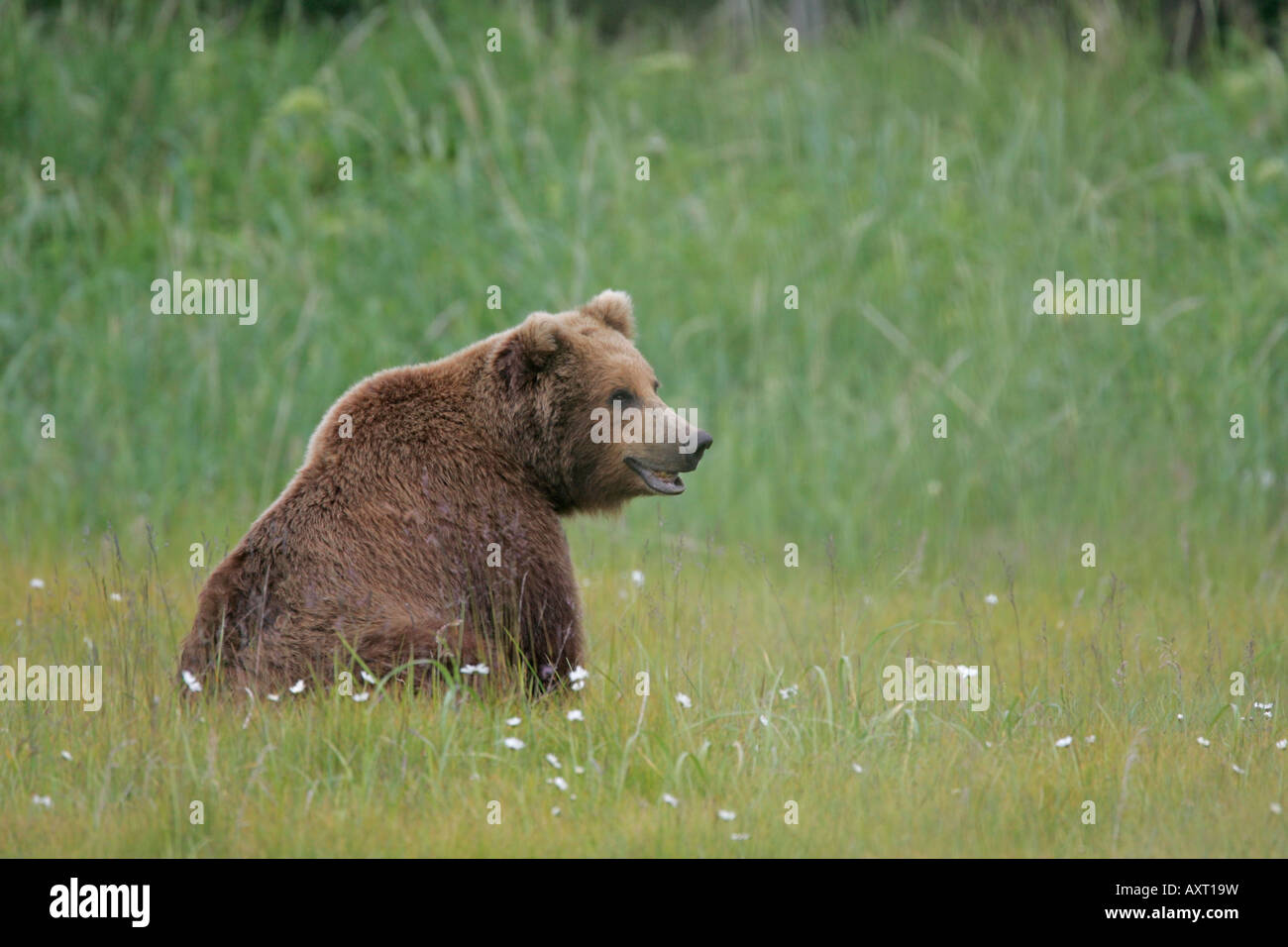 A close up portrait of an alert grizzly bear staring intently at the ...