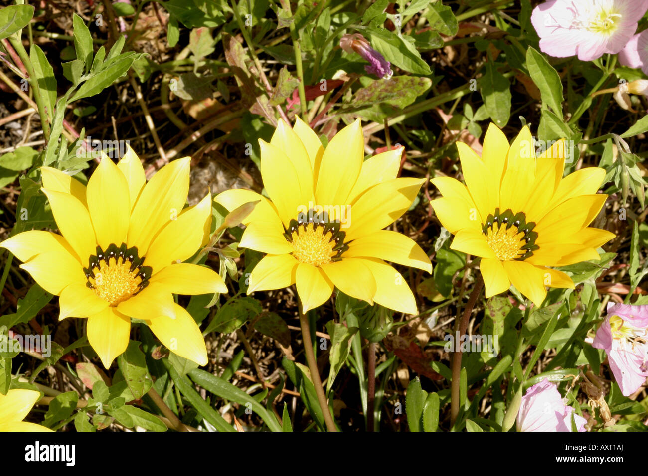 Trio flower hi-res stock photography and images - Alamy