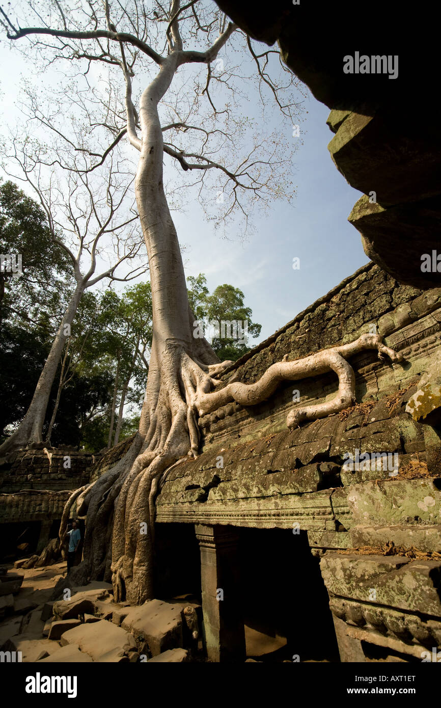 A giant Kapok tree towers over Ta Prohm Temple in Cambodia Stock Photo ...