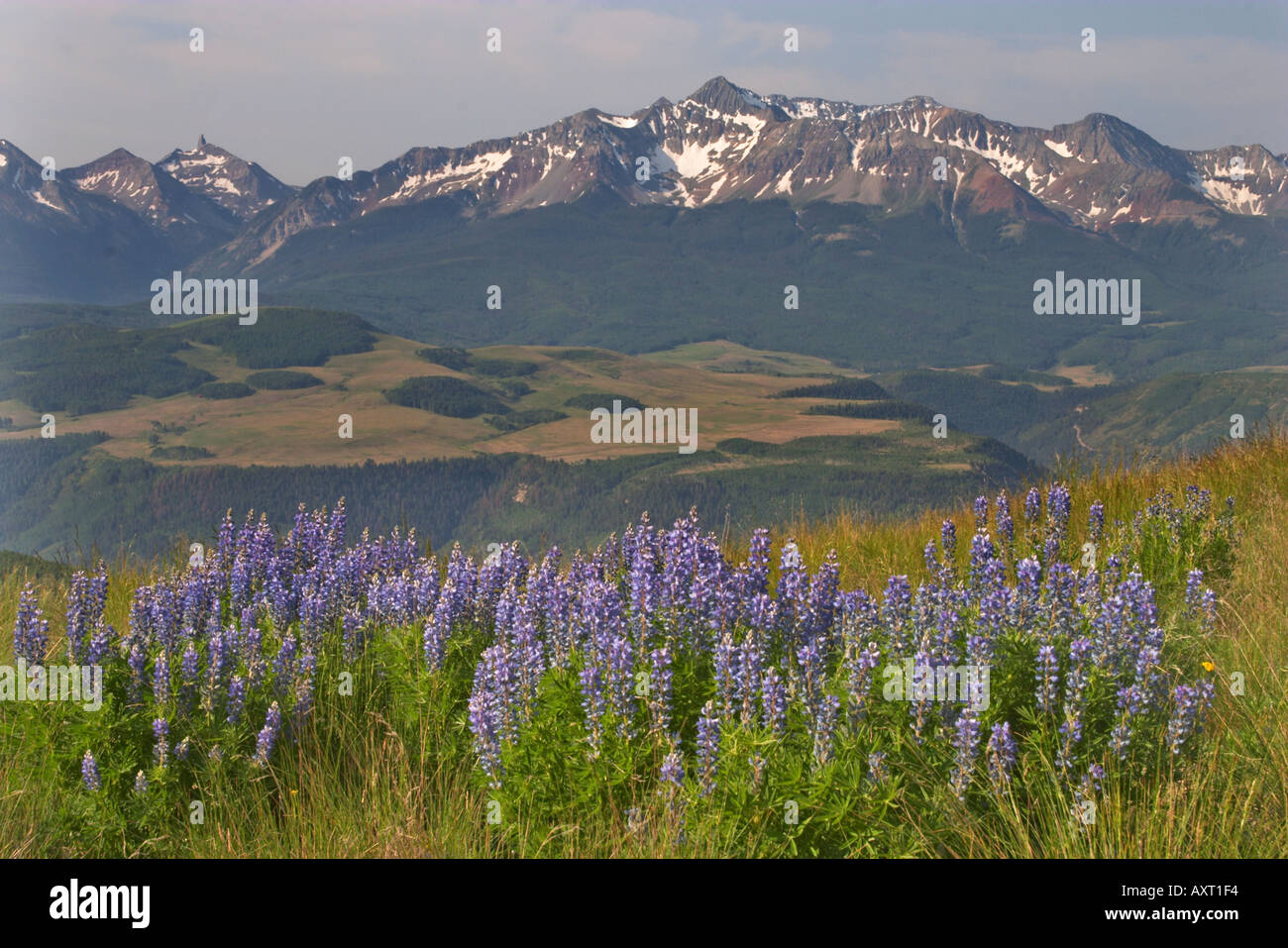 Wildflowers near telluride colorado hi-res stock photography and images ...