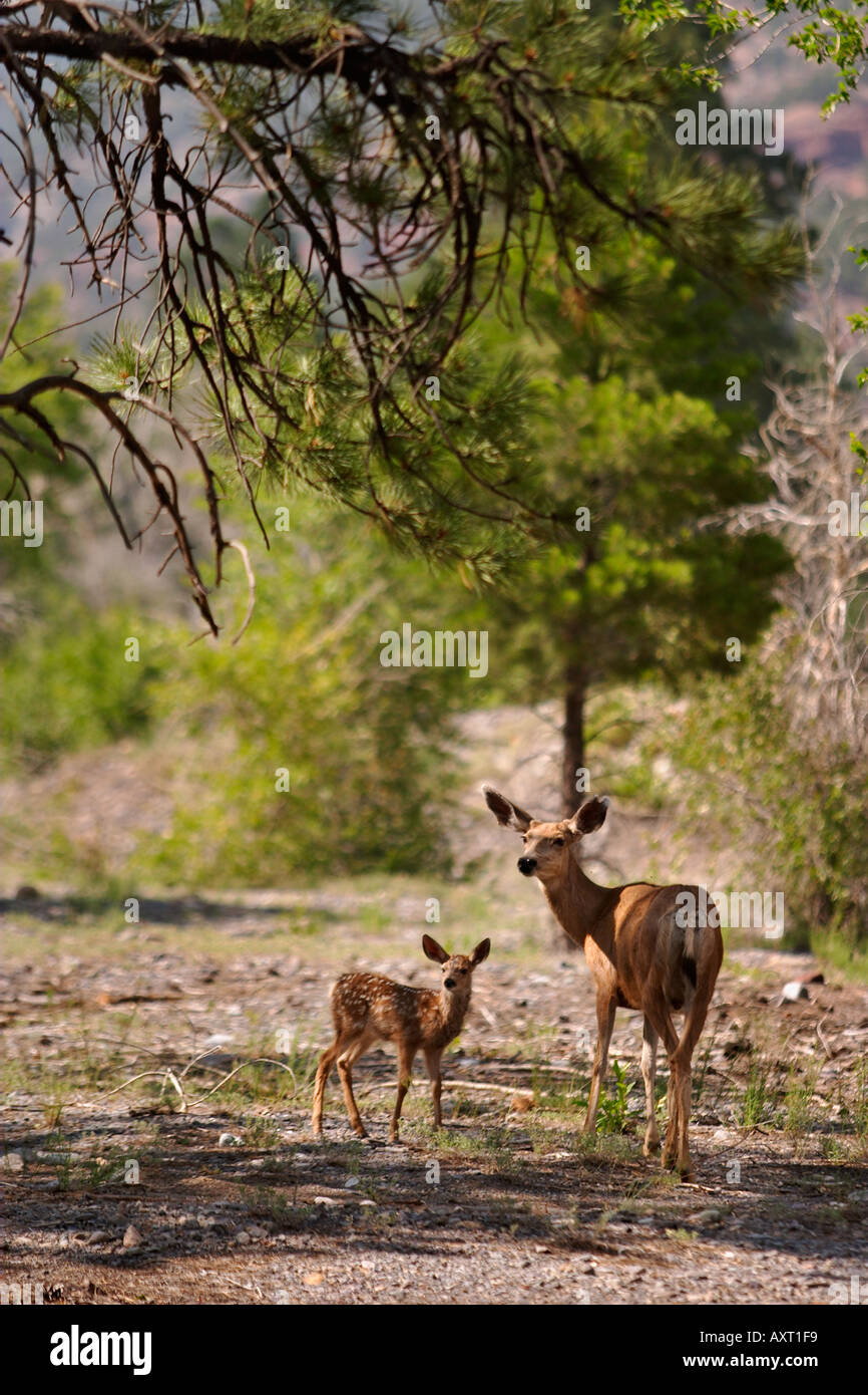 Mule Deer mother and fawn Stock Photo - Alamy