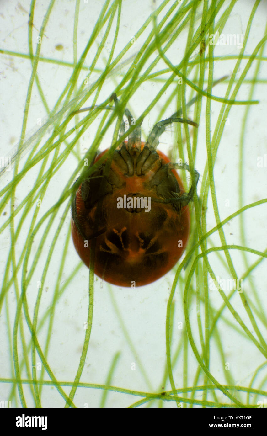 Water mite Hydrachna sp in water Stock Photo - Alamy