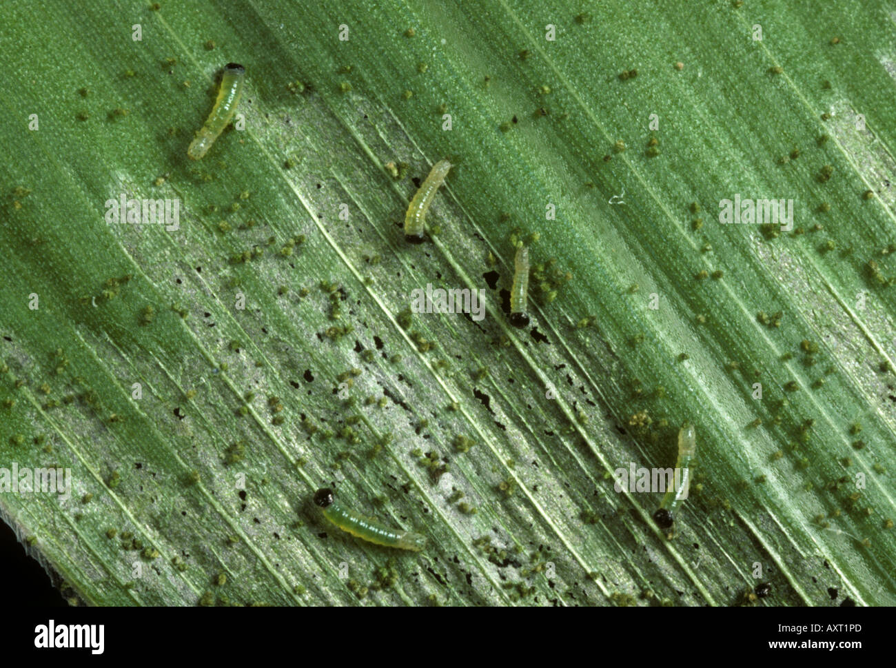 Armyworm hi-res stock photography and images - Alamy