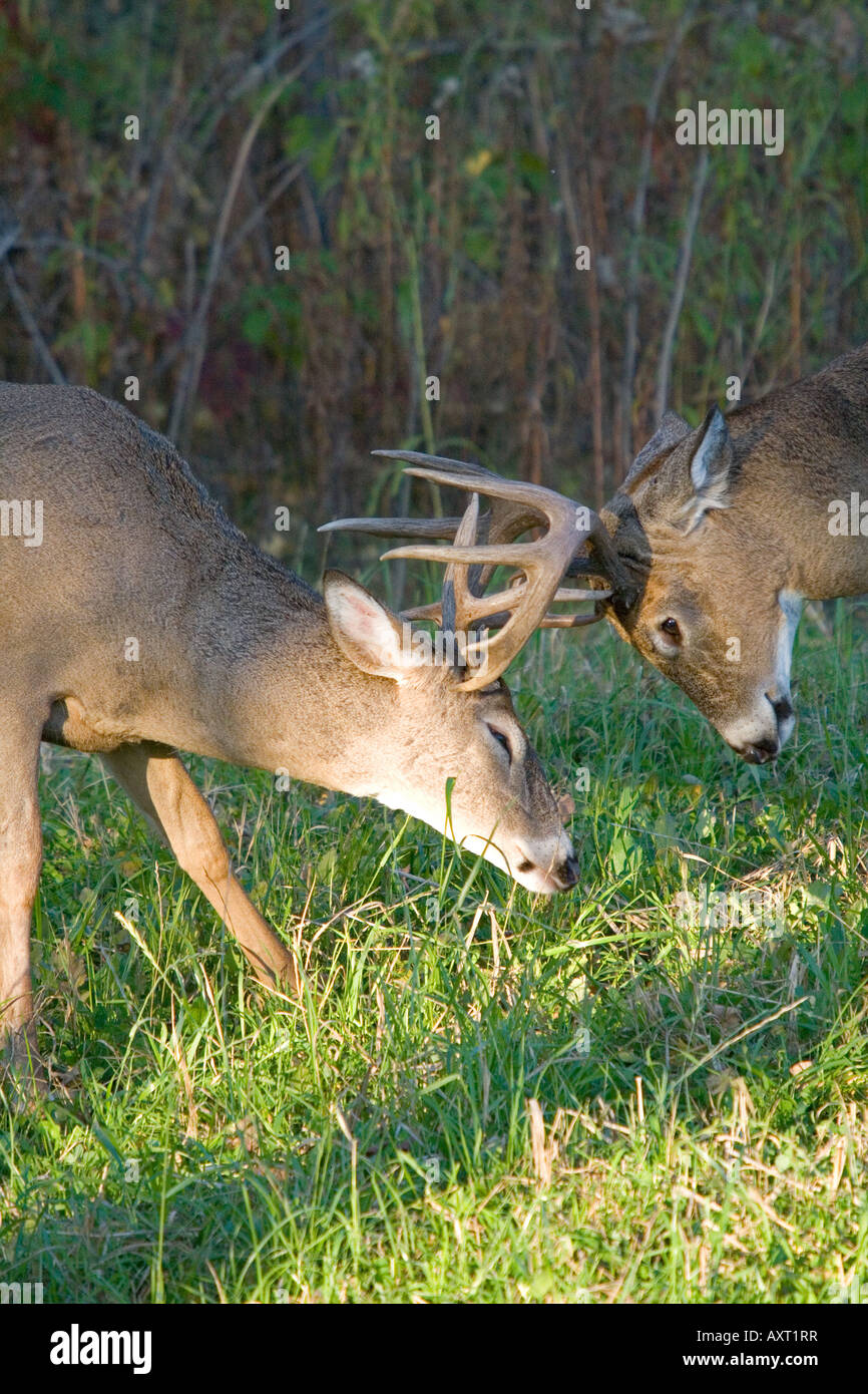 8 point bucks hi-res stock photography and images - Alamy
