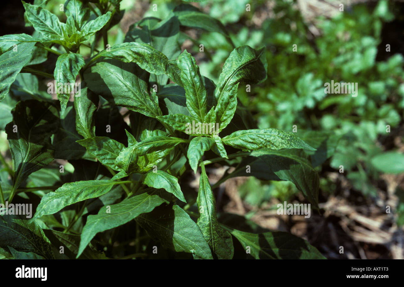 Chilli thrips damage Scirtothrips dorsalis to bird chilli pepper Stock ...
