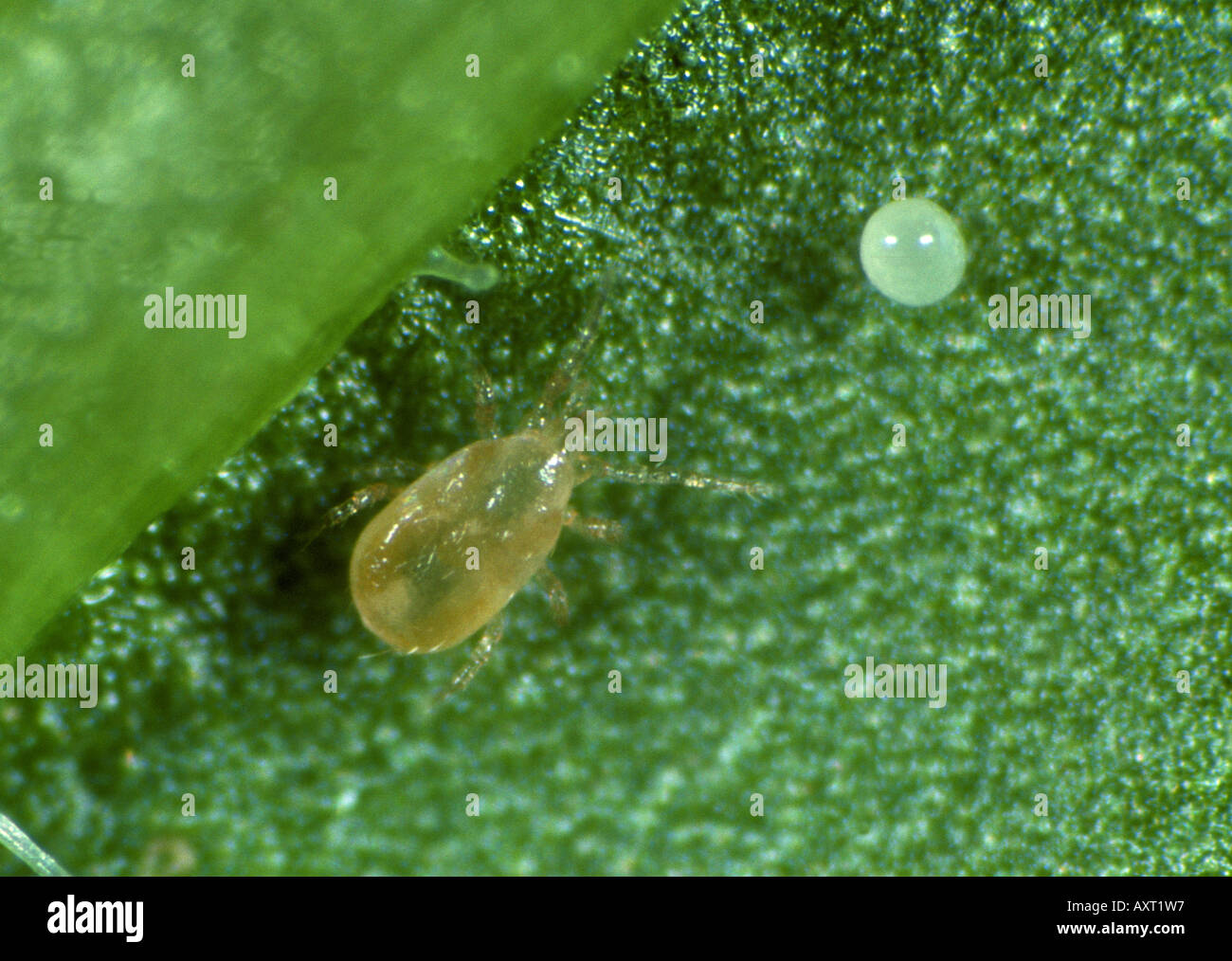 Amblyseius High Resolution Stock Photography and Images - Alamy