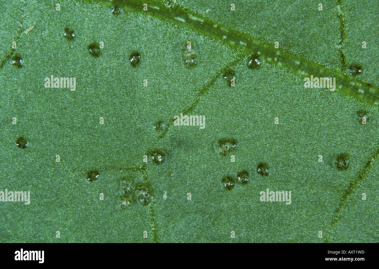 Blisters caused by western flower thrips Frankliniella occidentalis on ...