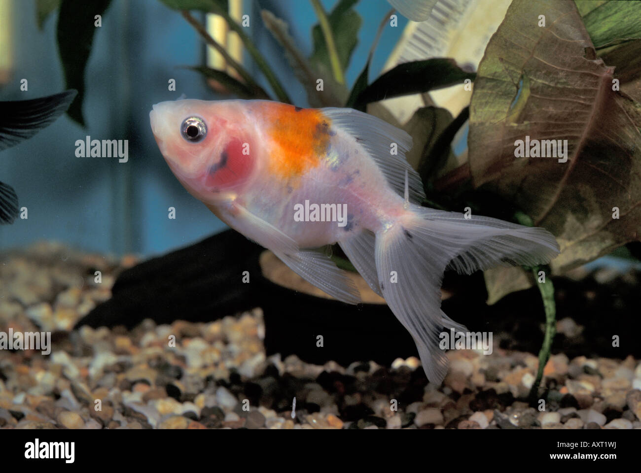 Goldfish "Oranda", Carassius auratus, freshwater fish, Ciprinidae Stock ...