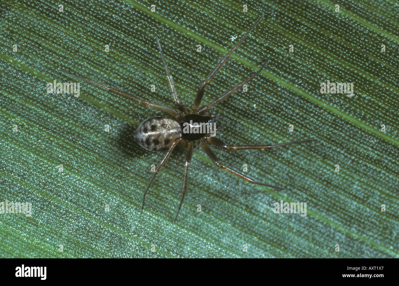 A linyphiid spider Lepthyphantes tenuis female money spider Stock Photo ...