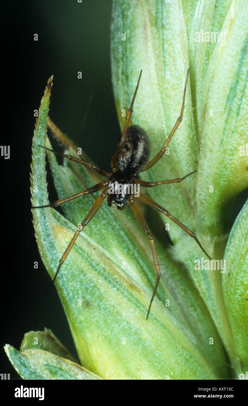 A linyphiid spider Lepthyphantes tenuis adult money spider Stock Photo ...