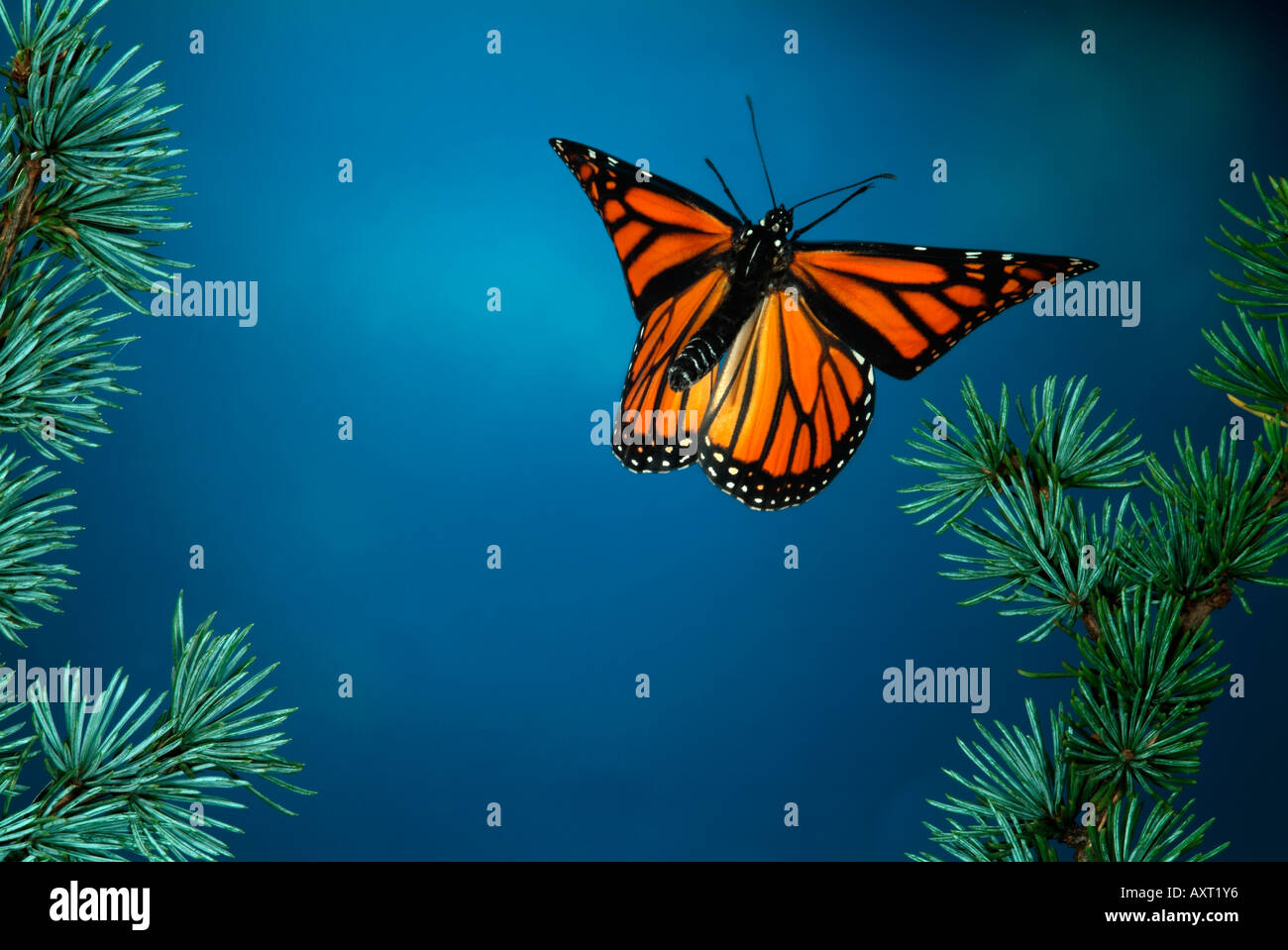 Butterfly in flight hi-res stock photography and images - Alamy