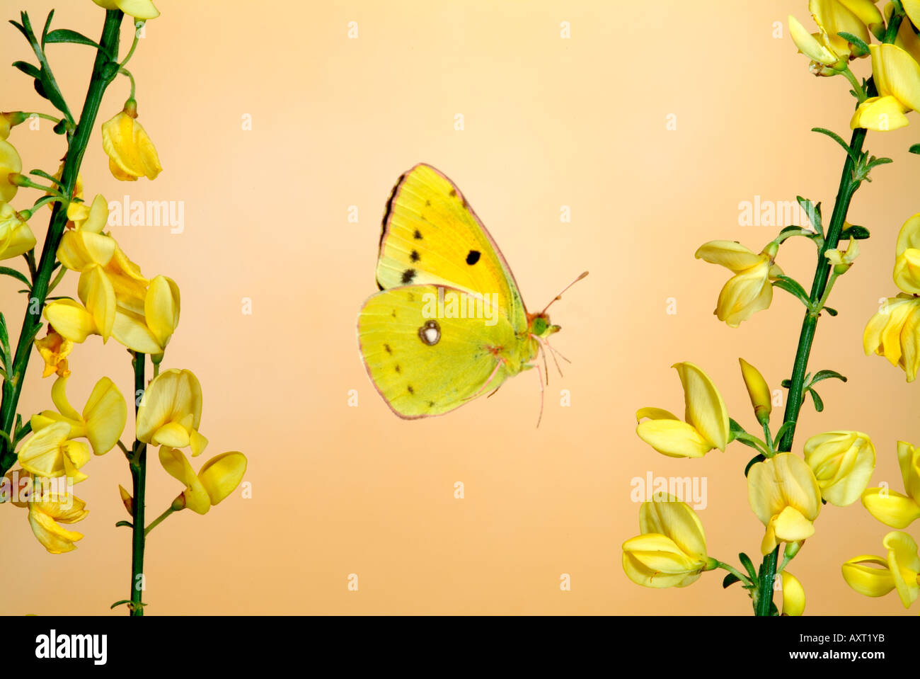 Clouded Yellow butterfly Colias croceus male in flight high speed ...