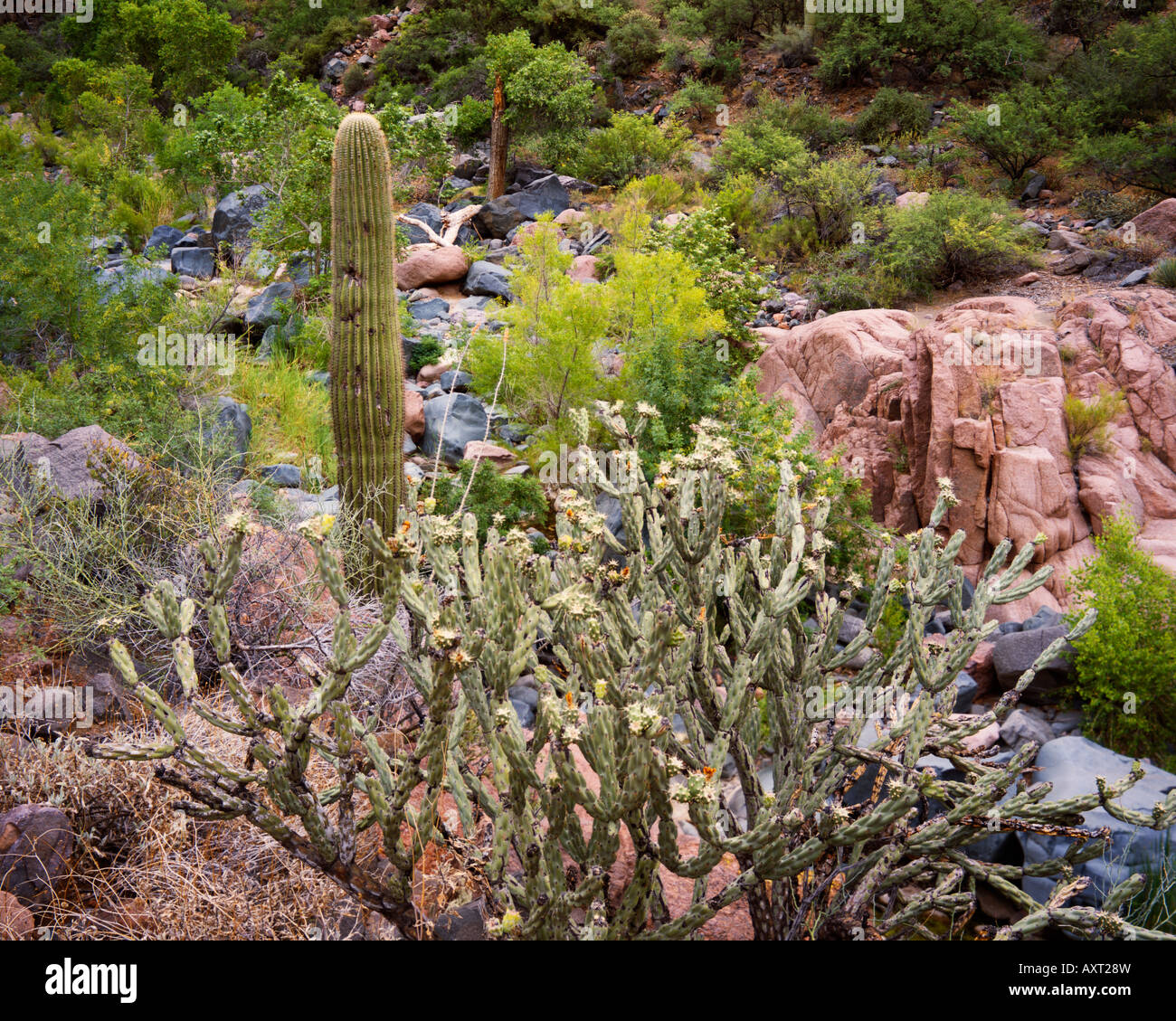 Mix of sonoran desert and riparian zone in along salome creek in ...