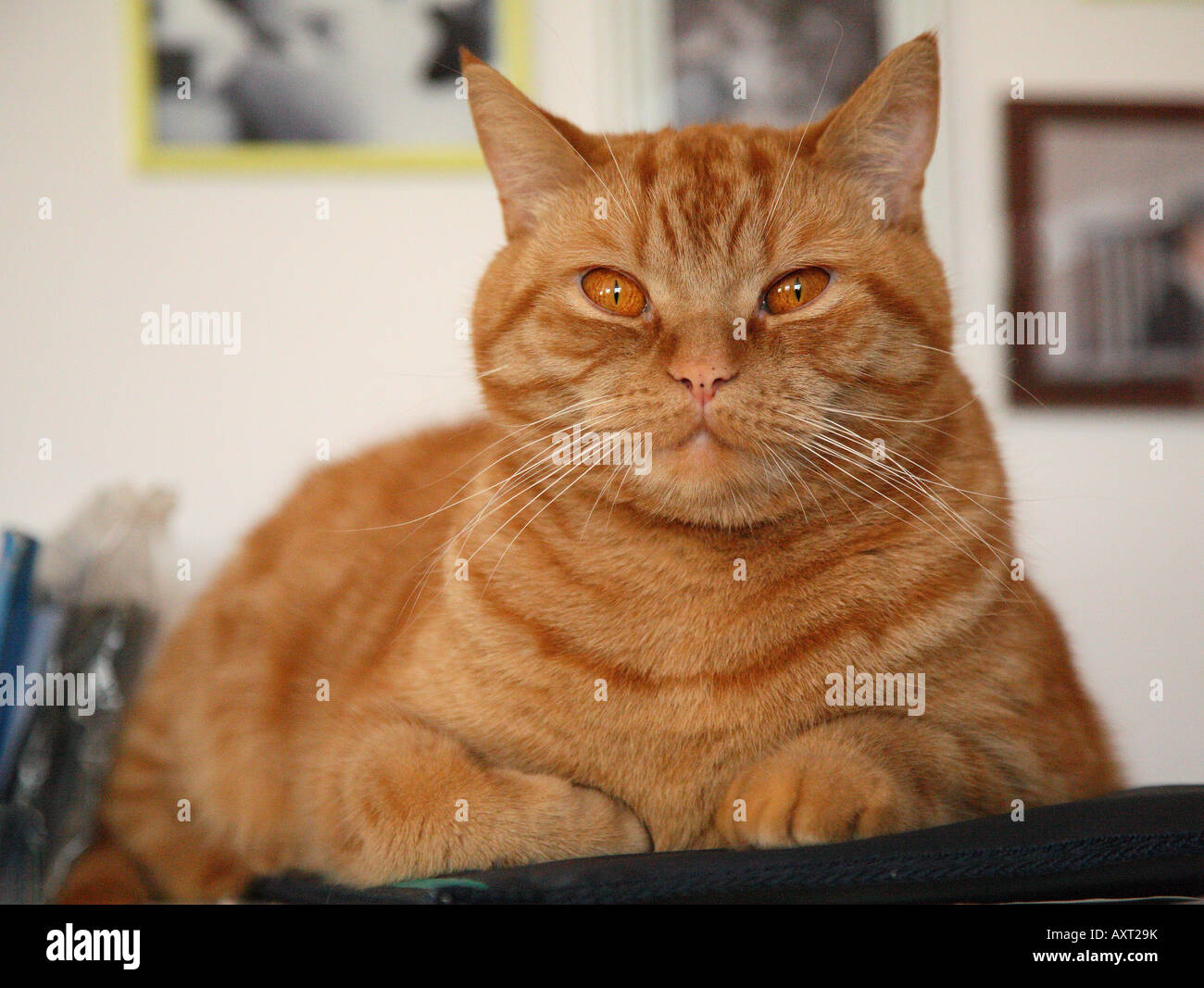 British shorthair ginger cat Stock Photo - Alamy