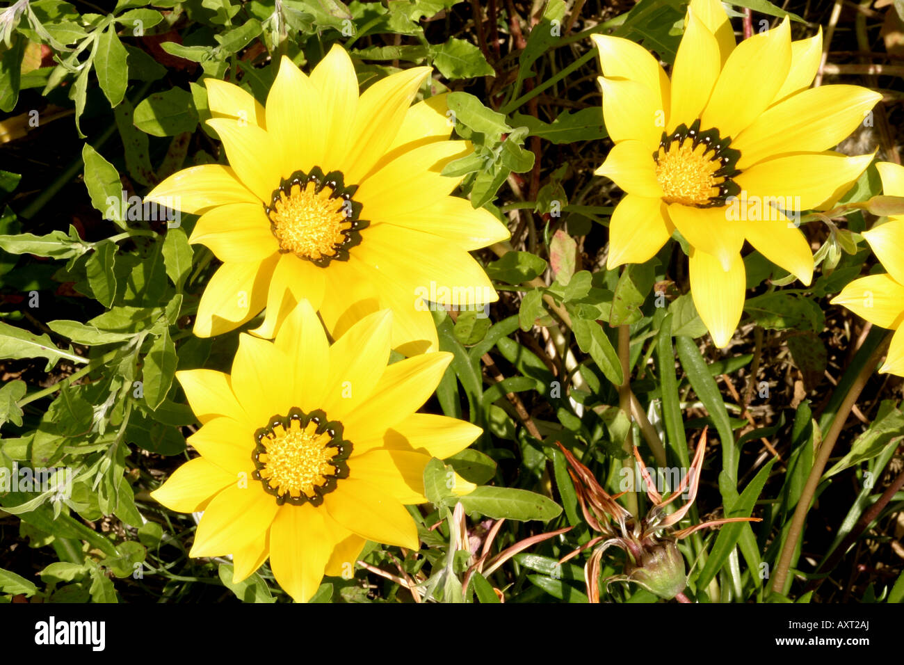 spring flower trio Stock Photo - Alamy