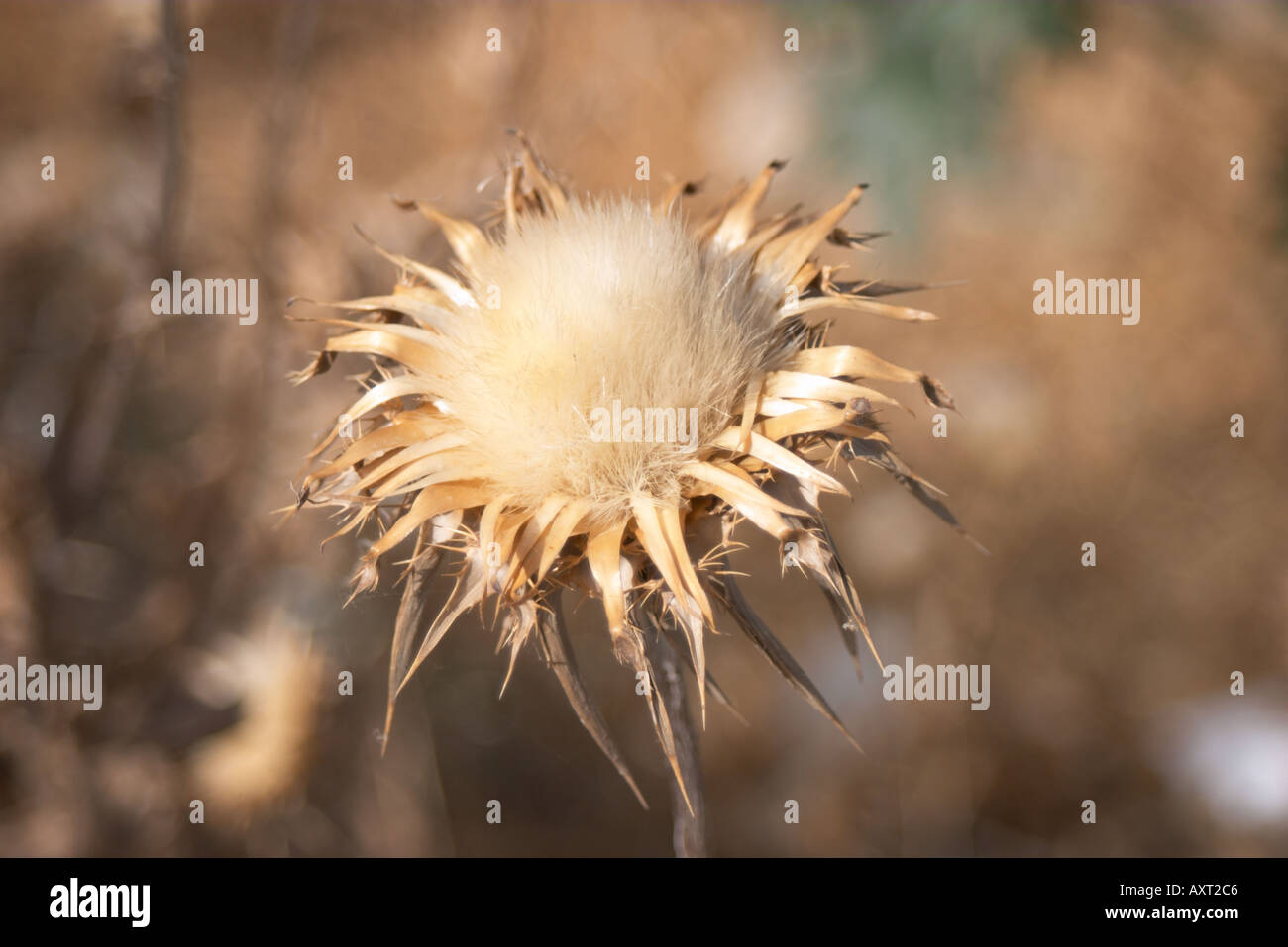 A dried flower at the Biblical River Jabok in Jordan Stock Photo - Alamy