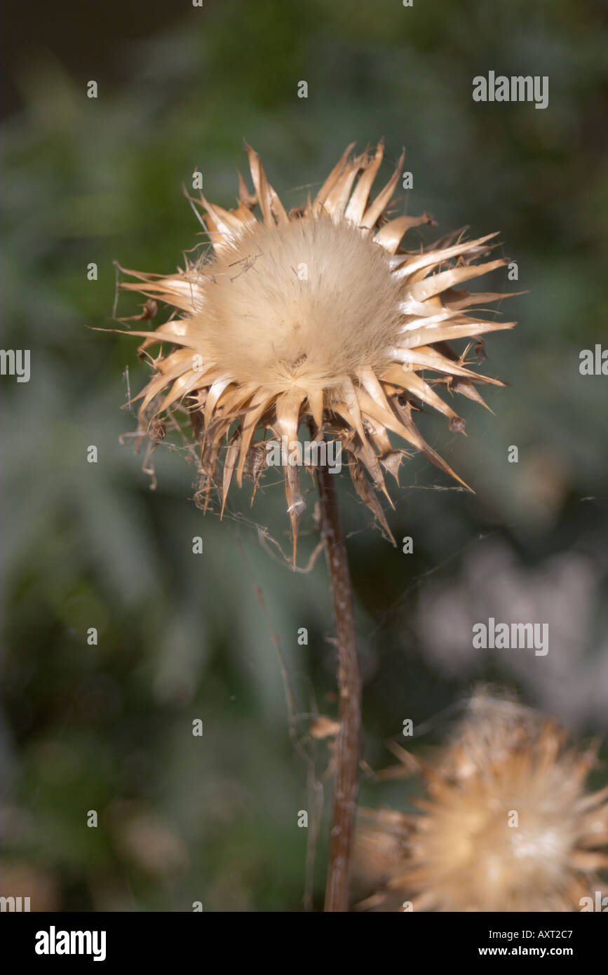 A dried flower at the Biblical River Jabok in Jordan Stock Photo - Alamy