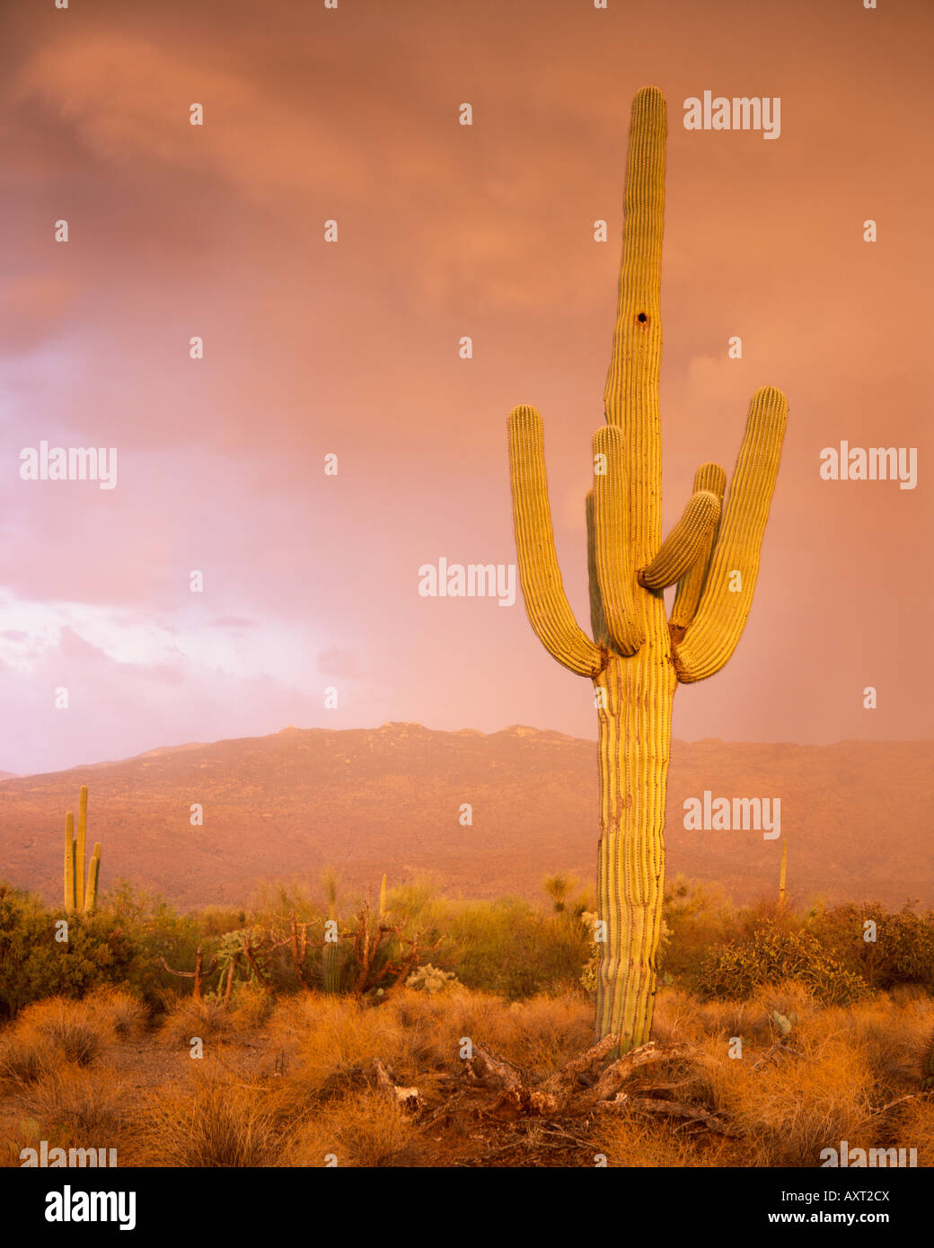 Passing storm cell during monsoon season in Saguaro National Park ...