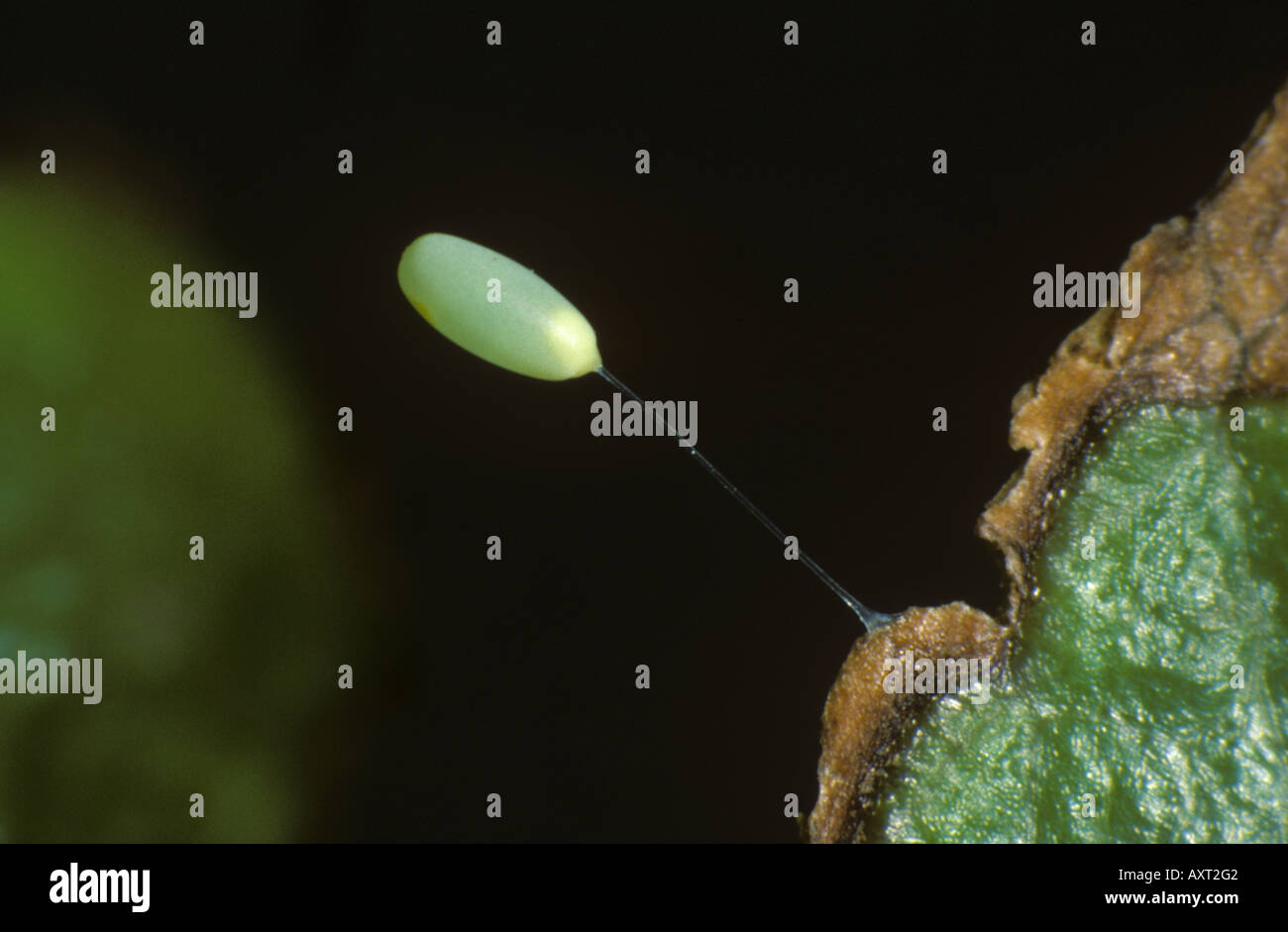 Lacewing Chrysoperla carnea egg attached to an apple leaf by its stalk ...