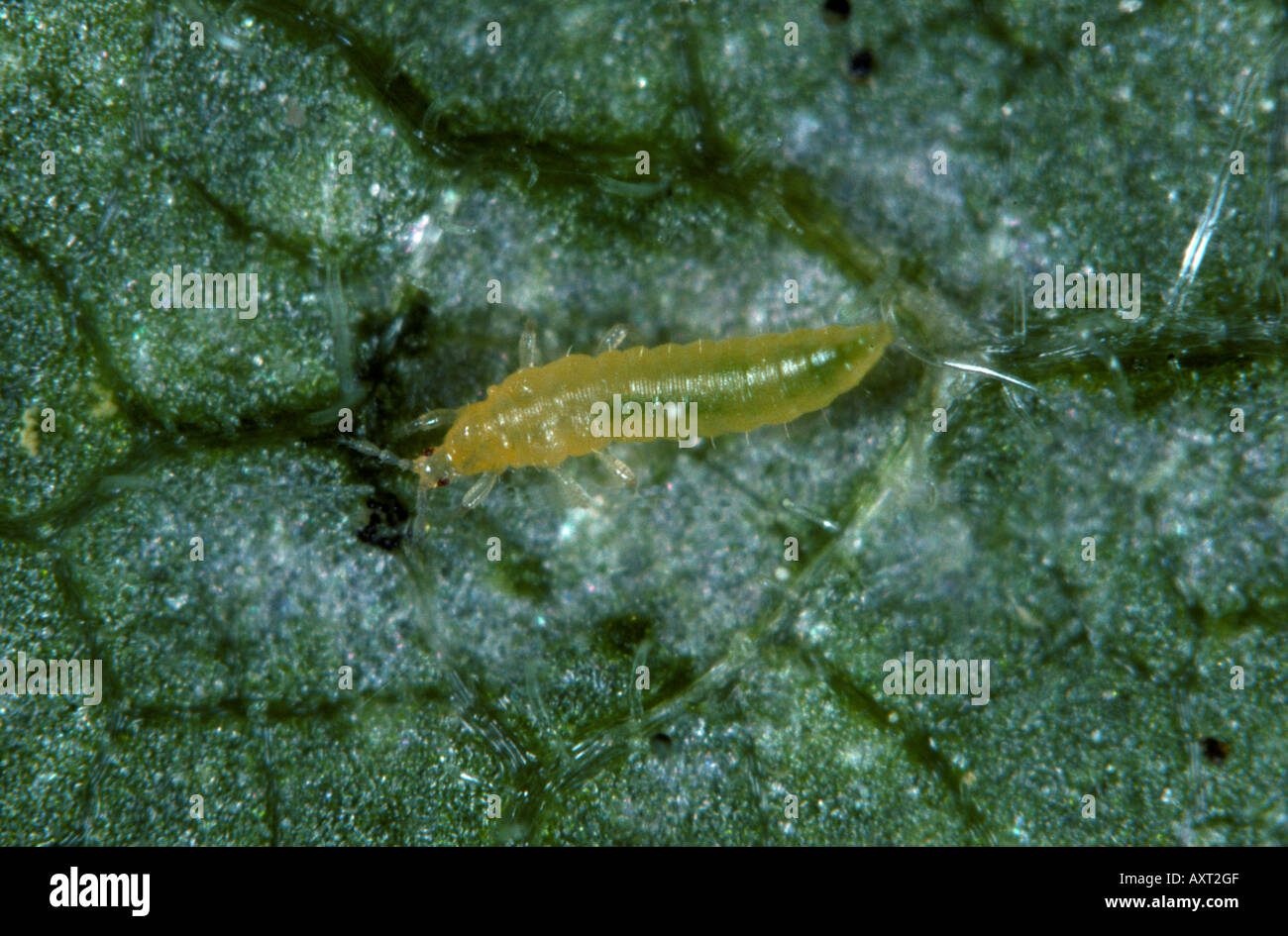 Western flower thrips Frankliniella occidentalis nymph on a leaf Stock ...
