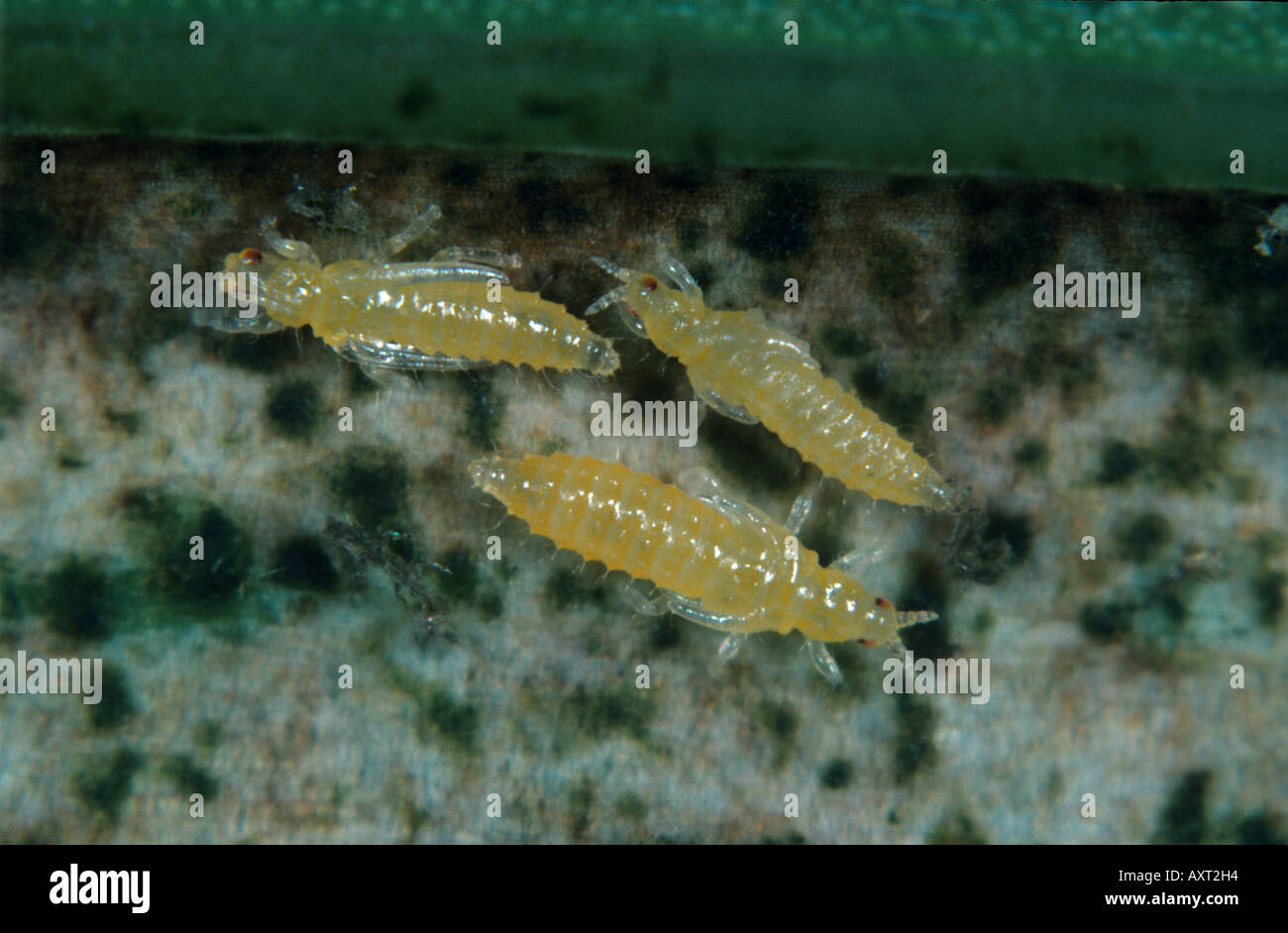 Gladiolus thrips Thrips simplex nymphs on damaged Gladiolus leaf Stock ...